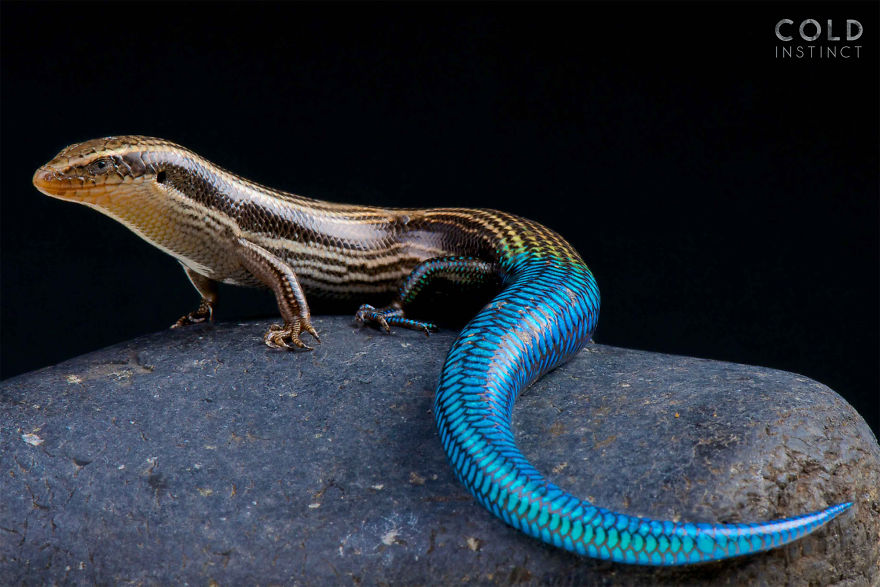 Photographer Captures Images Of The Most Flamboyant And Dangerous ...