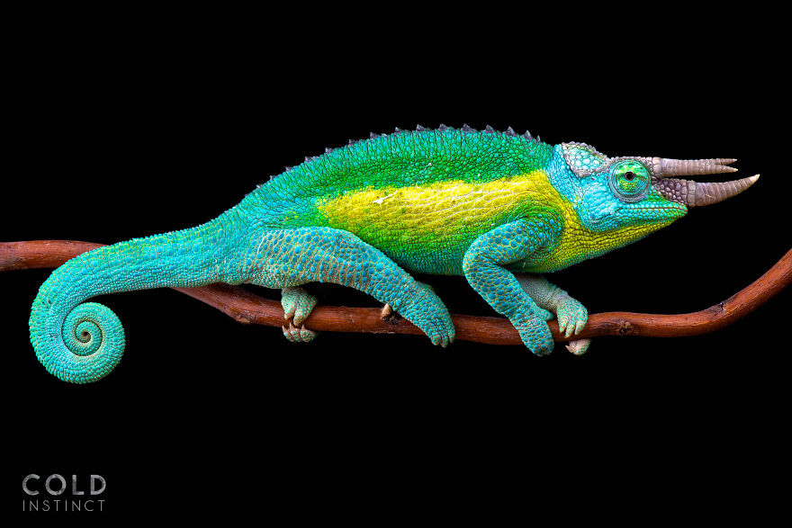 Photographer Captures Images Of The Most Flamboyant And Dangerous ...