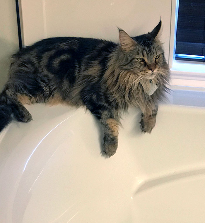 If You Think Your Tabby Is Funny, Wait Until You See These Silly Maine ...