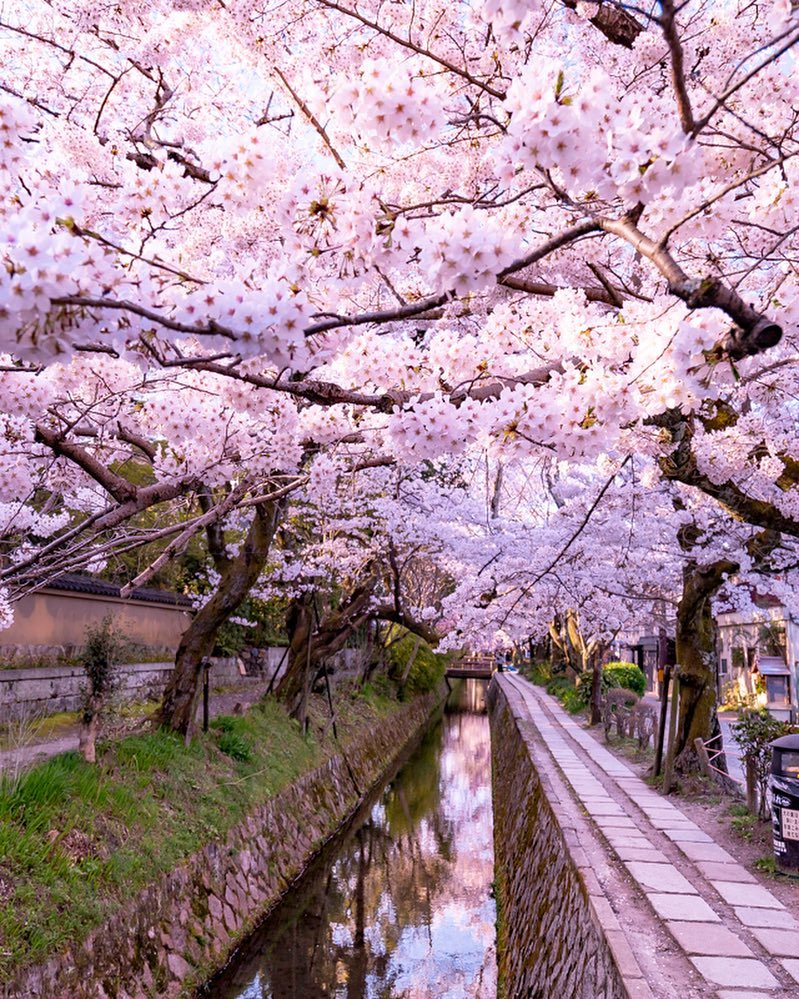 The Stunning Cherry Blossoms and Nemophila Flowers Bloom in Japan | artFido